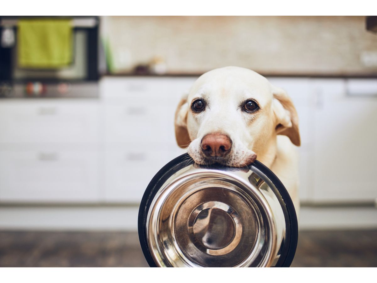 Nestlé's $90 million pet food expansion - Convenience & Impulse Retailing